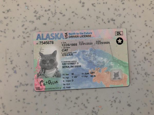 Alaska Driver License Template New - Drivers license template