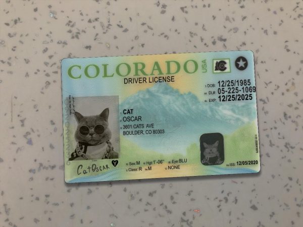 Colorado Driver License Template New - Drivers license template